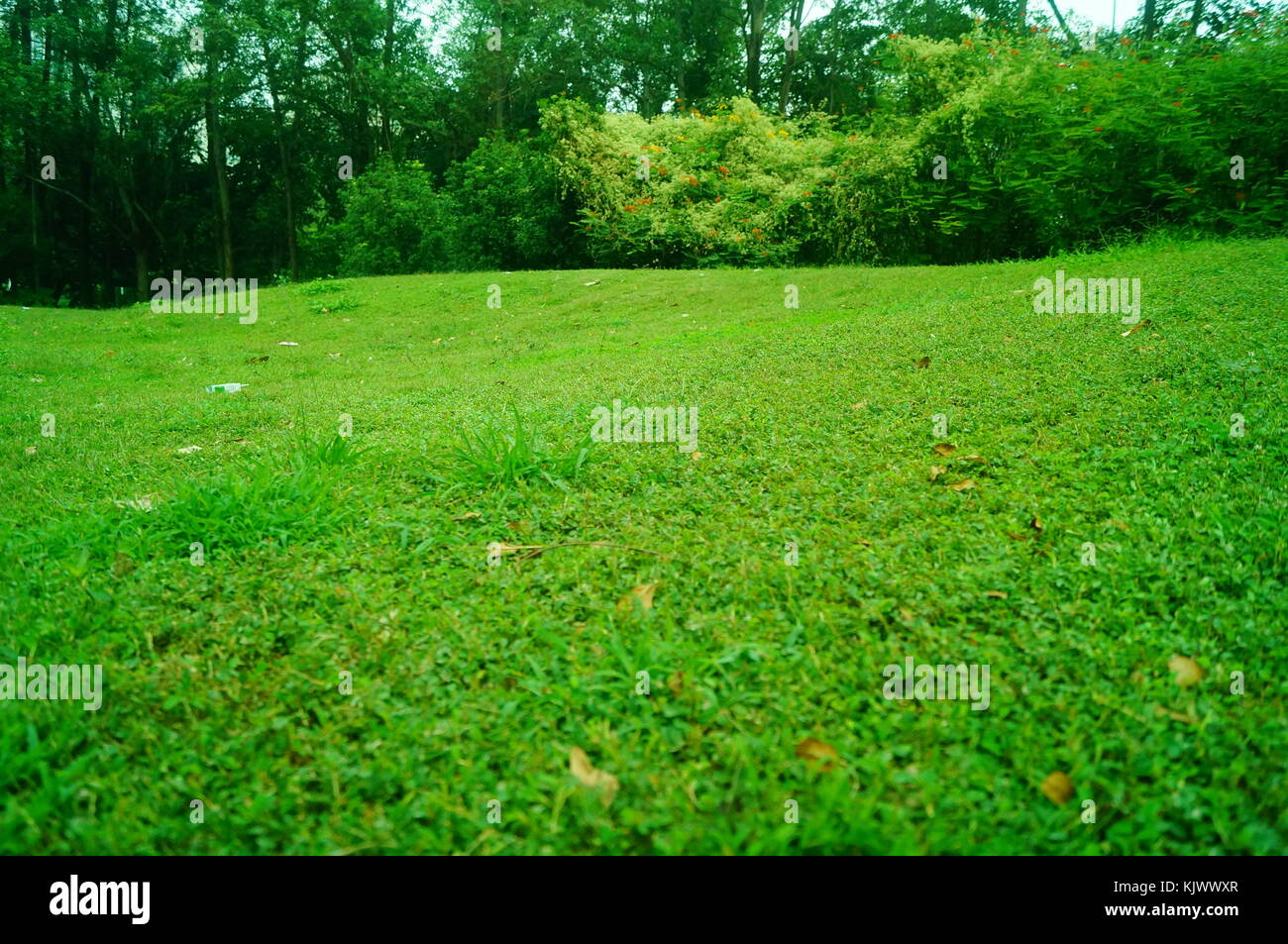 Wide green lawn, quiet, beautiful Stock Photo - Alamy