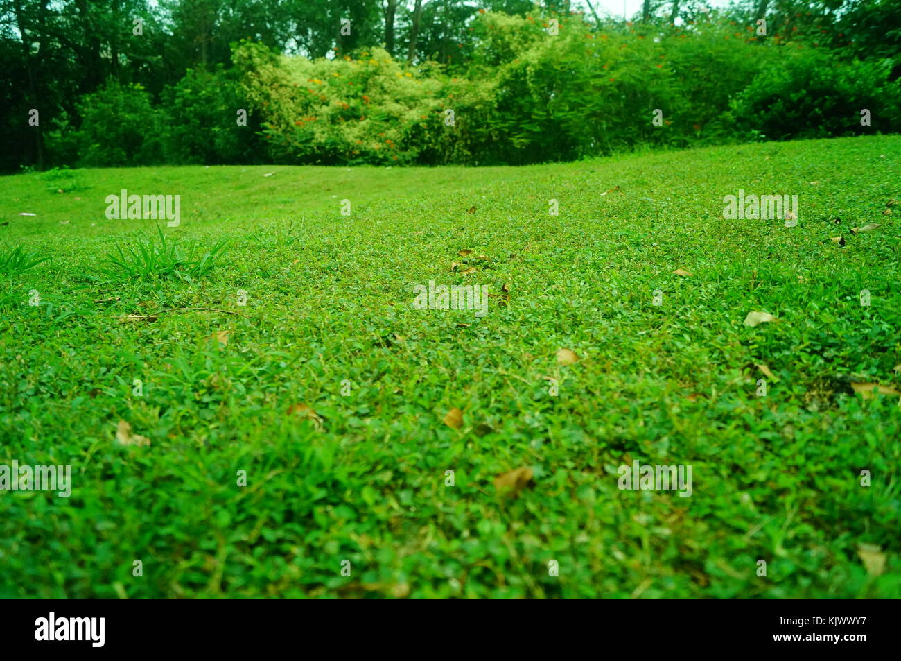 Wide green lawn, quiet, beautiful Stock Photo - Alamy