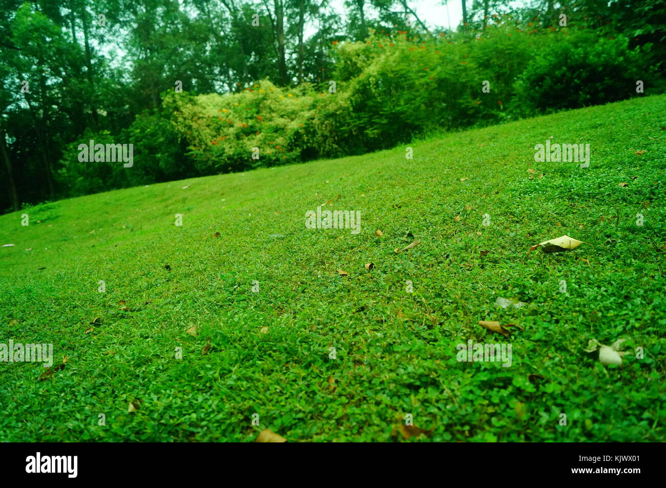 Wide green lawn, quiet, beautiful Stock Photo - Alamy