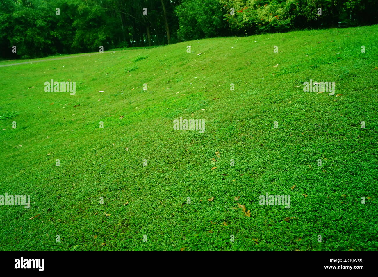 Wide green lawn, quiet, beautiful Stock Photo - Alamy