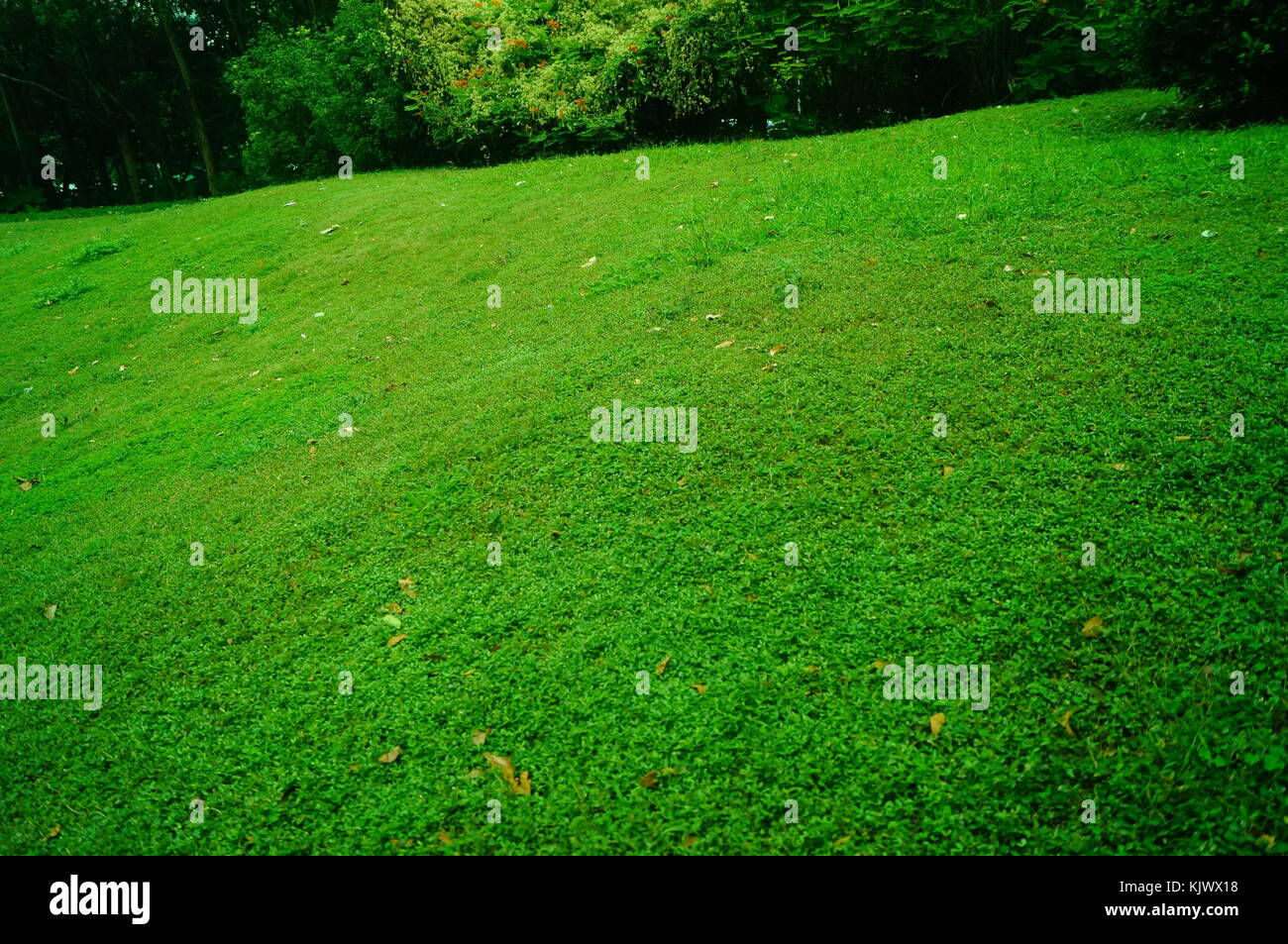 Wide green lawn, quiet, beautiful Stock Photo - Alamy