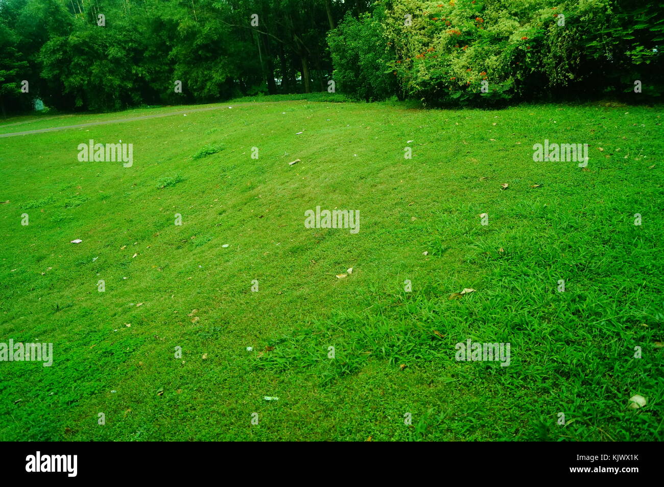 Wide green lawn, quiet, beautiful Stock Photo - Alamy