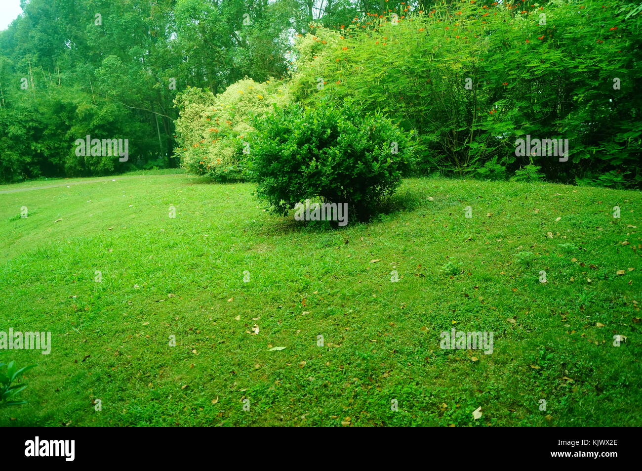 Wide green lawn, quiet, beautiful Stock Photo - Alamy