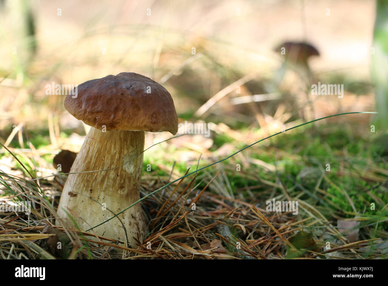 Fresh large white boletus and mushroom silhouette growth in sunny moss ...