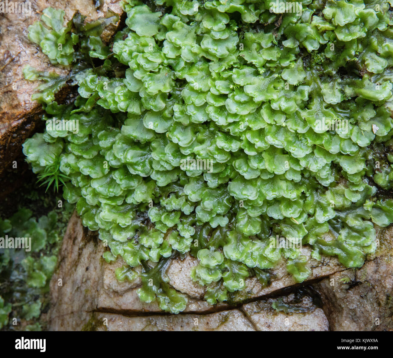 Liverwort growing on wet rocks in a mountain forest in the Picos de ...