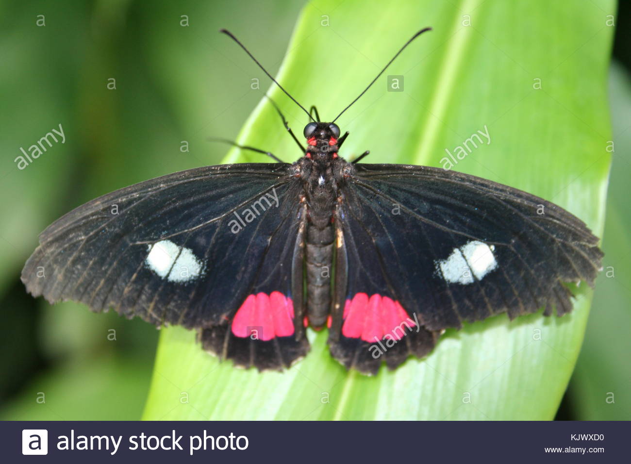 Parides Arcas Stock Photos & Parides Arcas Stock Images - Alamy