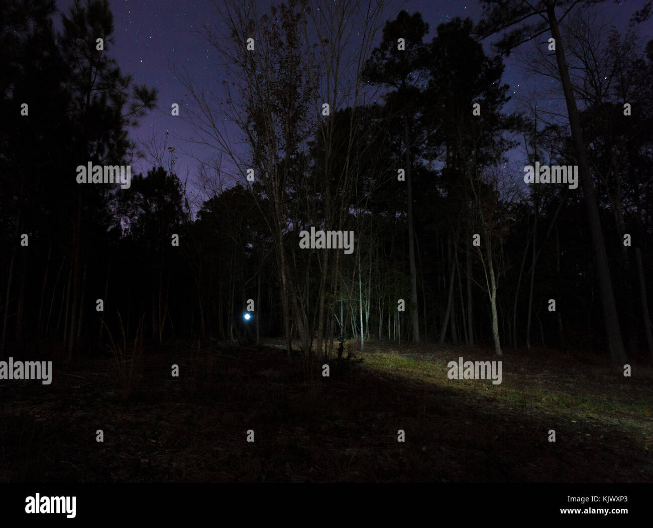 Flashlight In The Dark Woods
