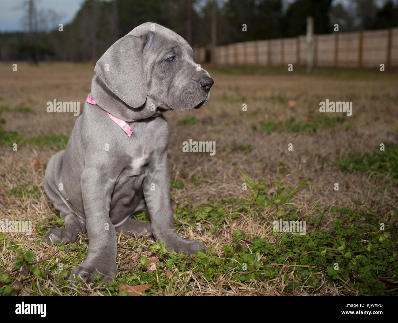 Gray purebred Great Dane puppy sitting ina grassy field Stock Photo - Alamy