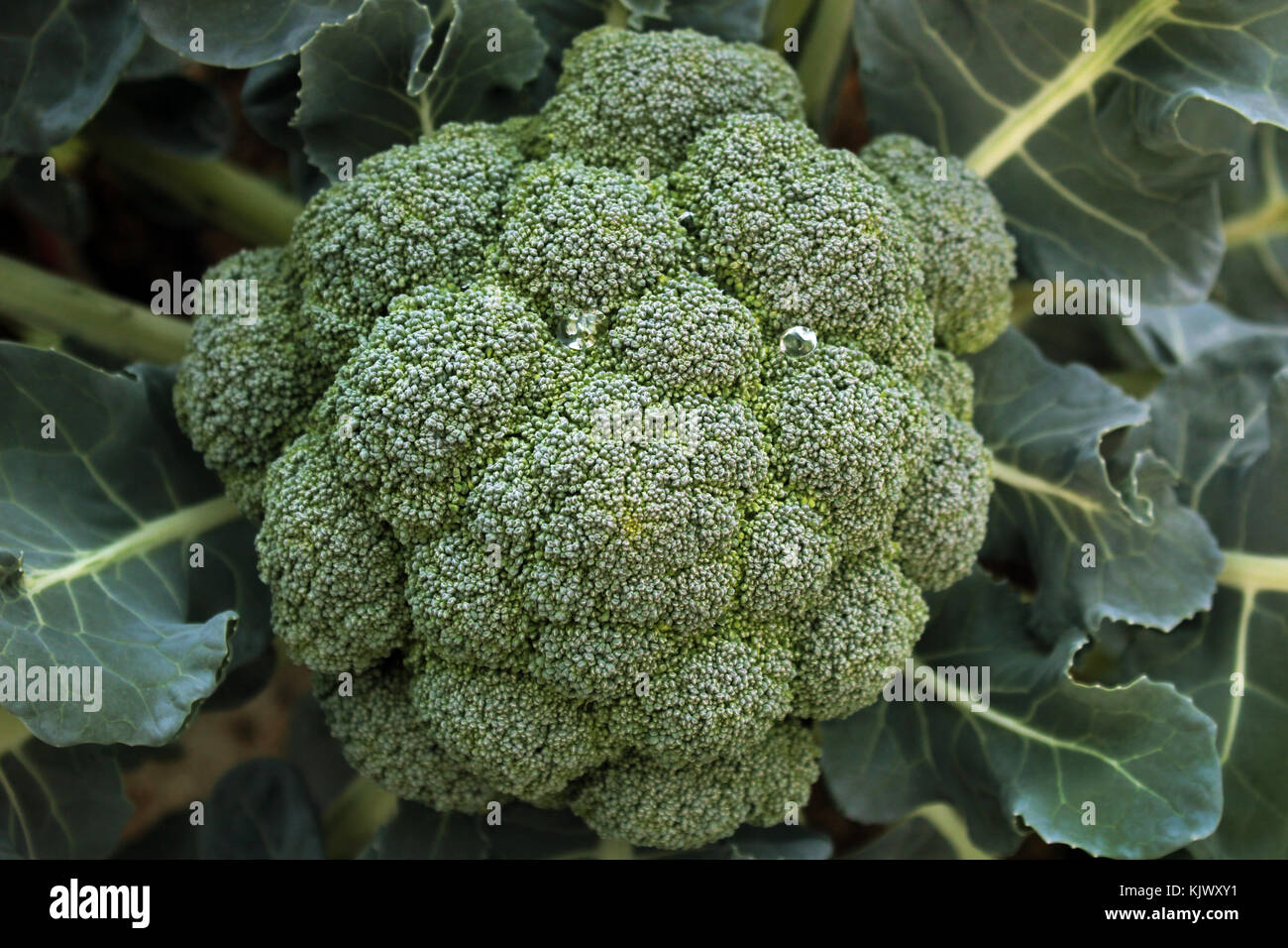 Organic broccoli (Brassica oleracea) growing in vegetable garden Stock ...