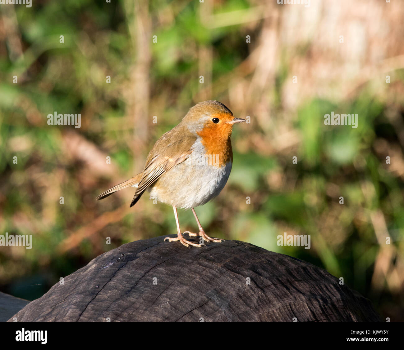 Red Robin Flying High Resolution Stock Photography and Images - Alamy
