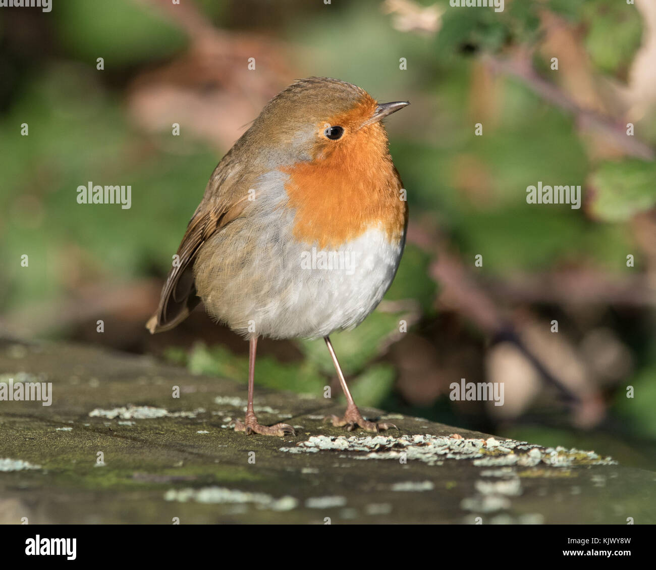 Red robin flying hi-res stock photography and images - Alamy