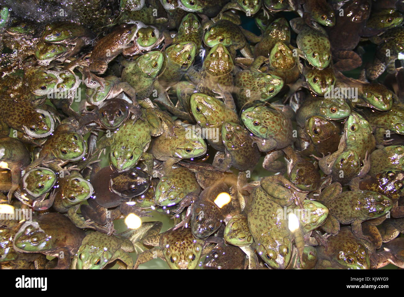 Frogs in a wet market Stock Photo - Alamy