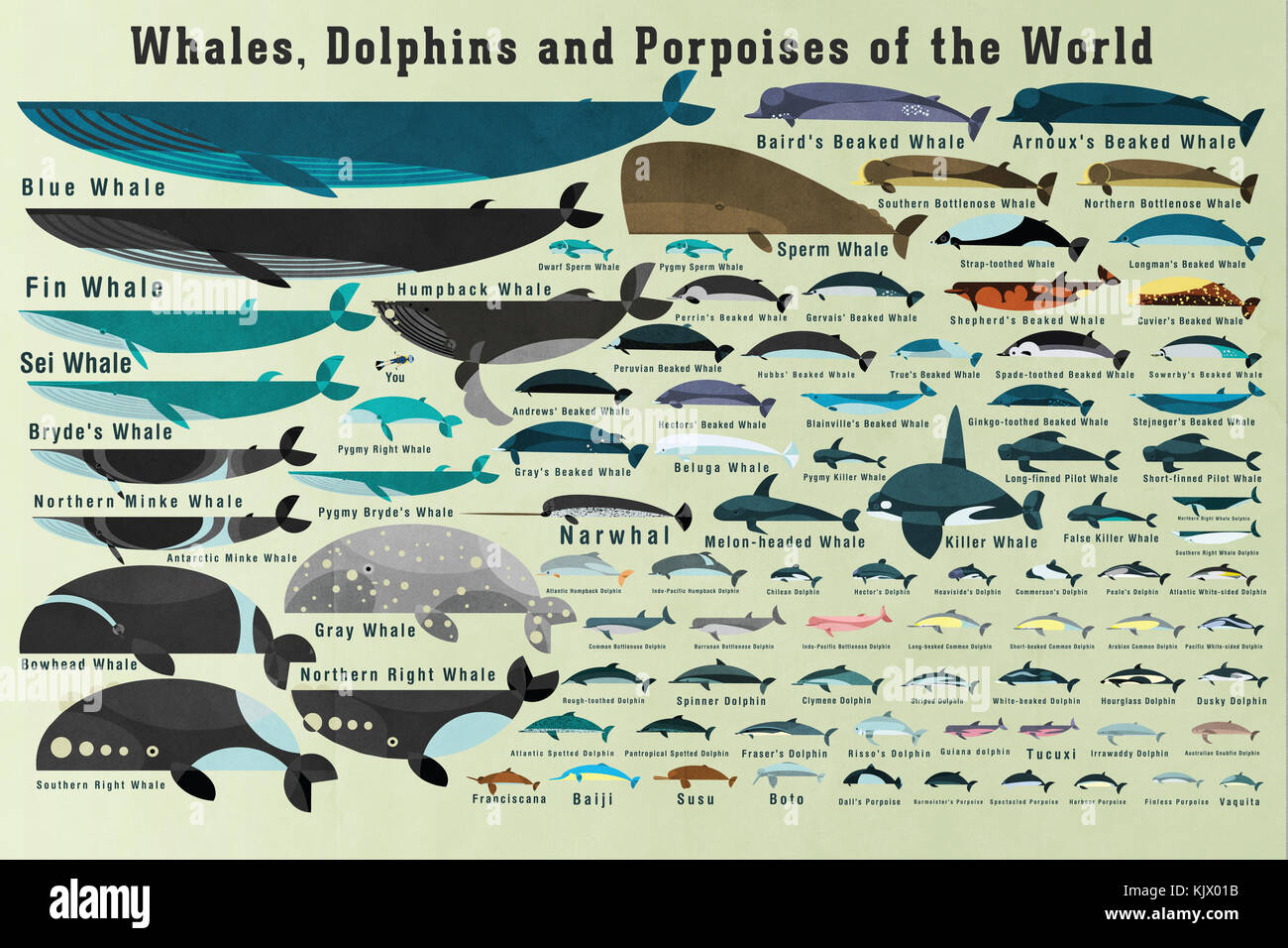 Whales Of The World