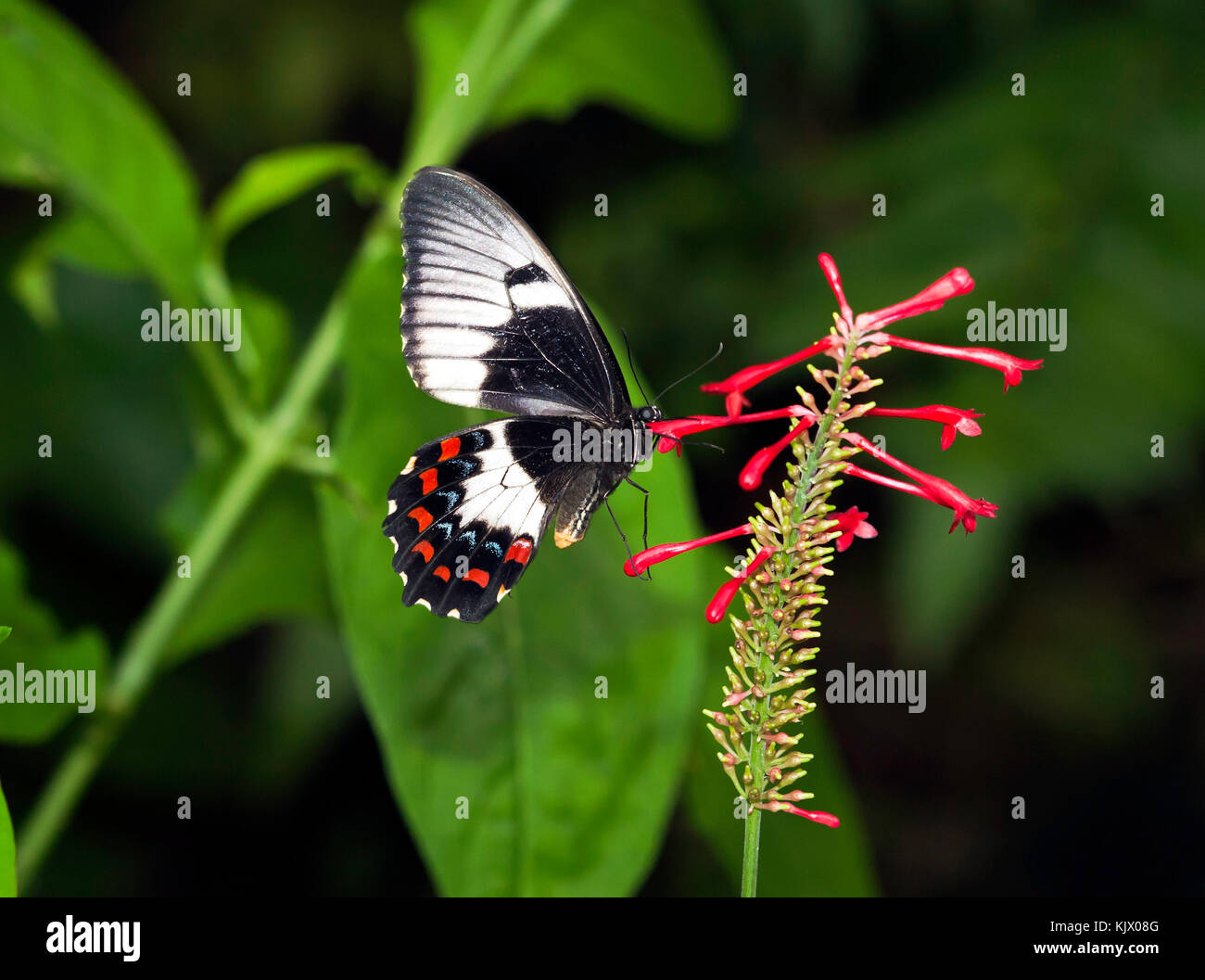 A Female Orchard Swallowtail butterfly on a plant in the Australian ...