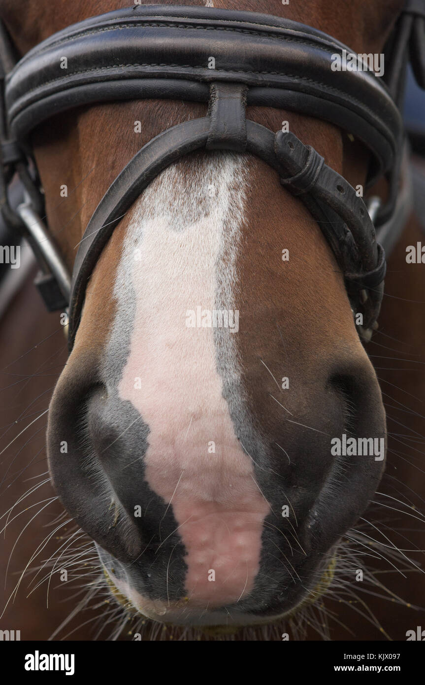 Close up of horse bridle from the front, Moreton Equestrian Centre ...