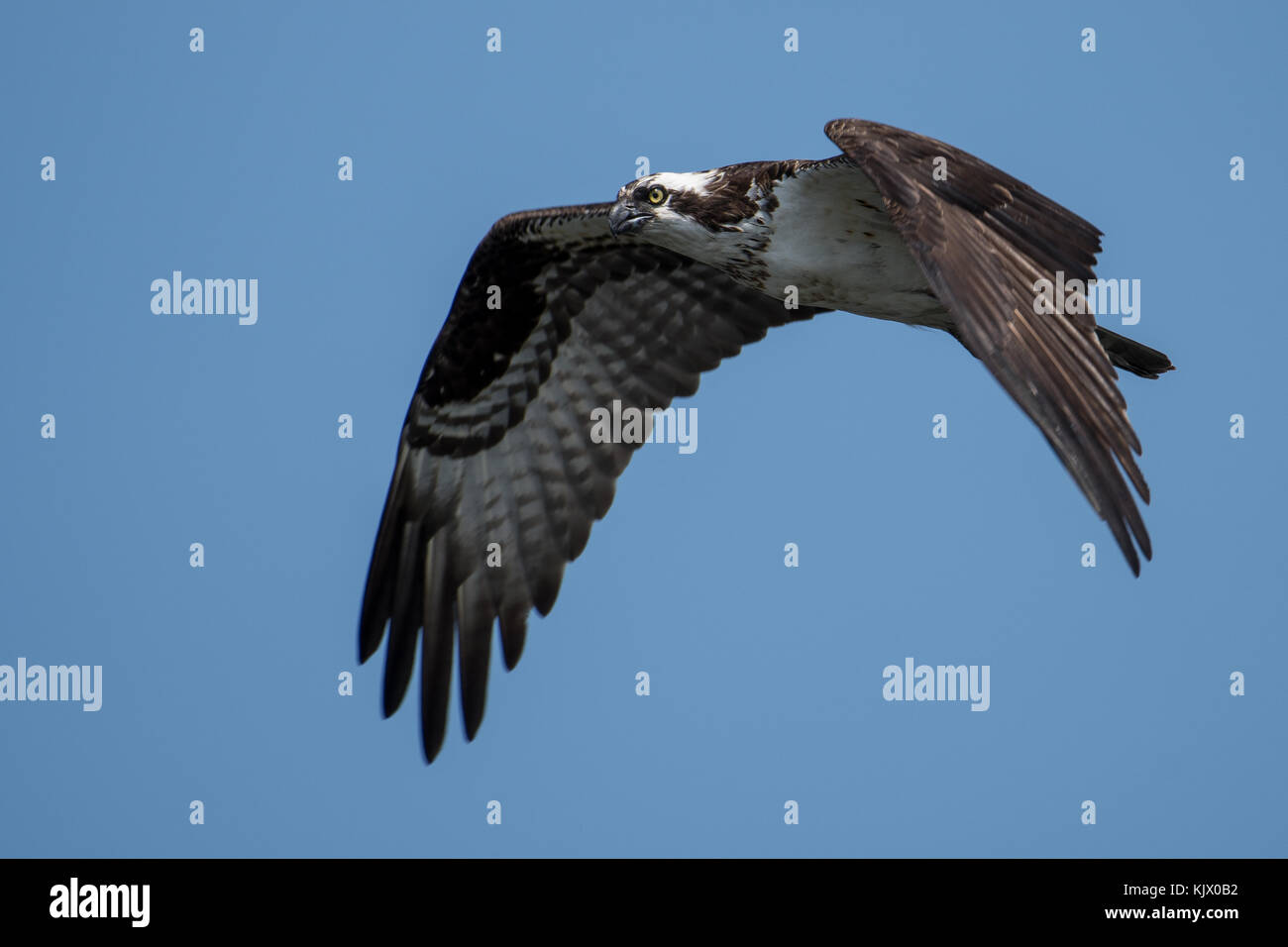 Osprey in flight over kayaker on the St-Lawrence River Stock Photo - Alamy