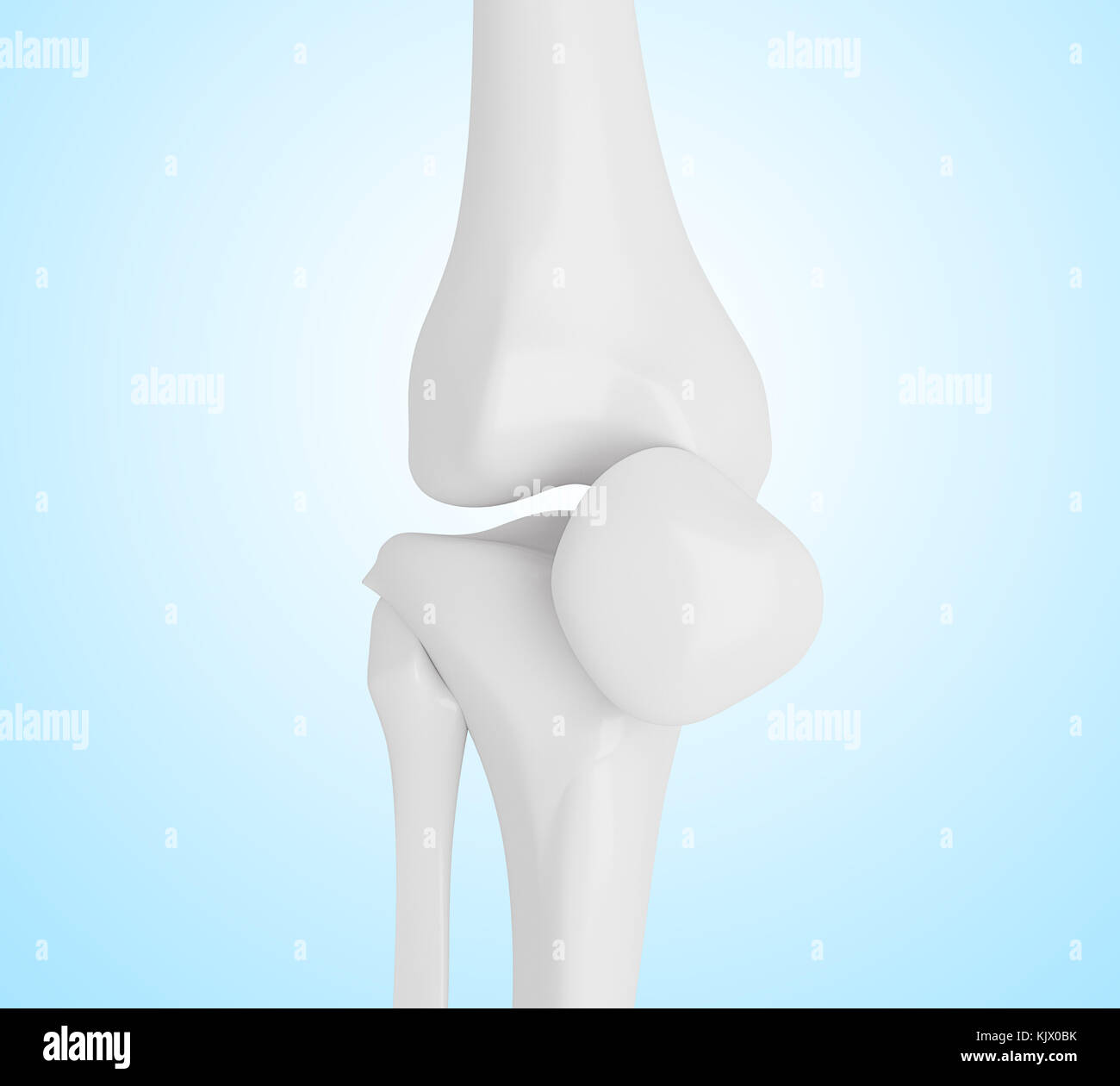 Human knee joint meniscus hi-res stock photography and images - Alamy