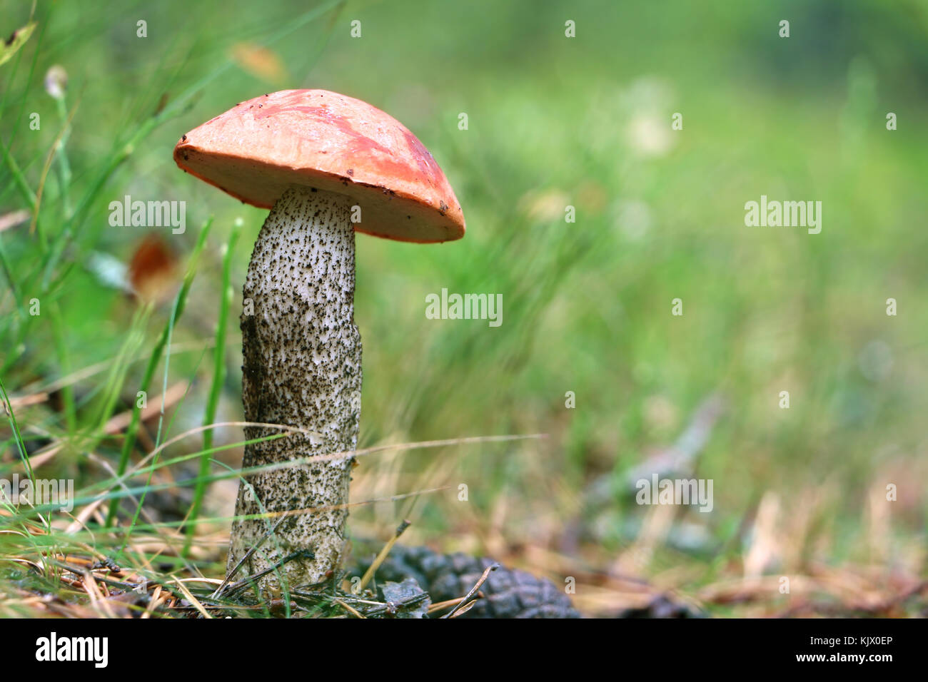 Orange cap boletus grow in grass wood. Leccinum mushroom growing in ...