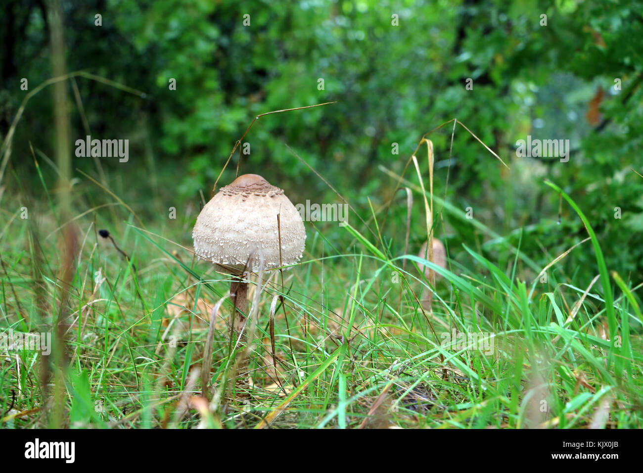 Rozites caperata mushroom grow in grass. Beautiful edible forest autumn ...