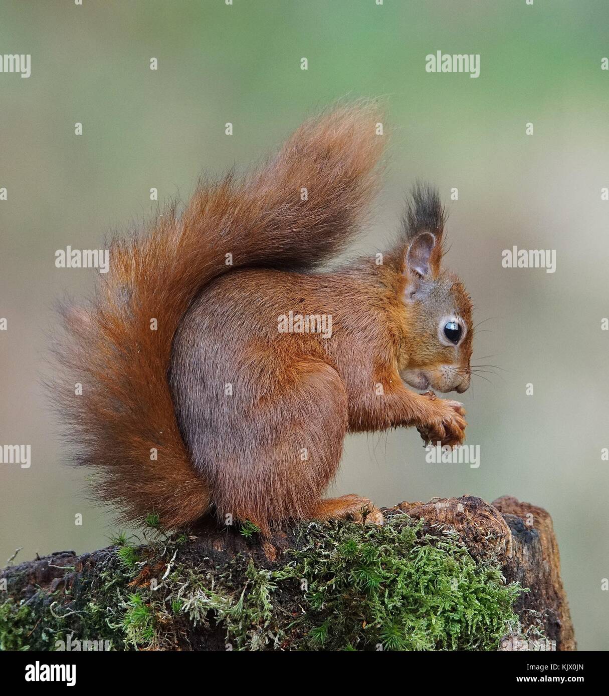 Tufty red squirrel ears hi-res stock photography and images - Alamy