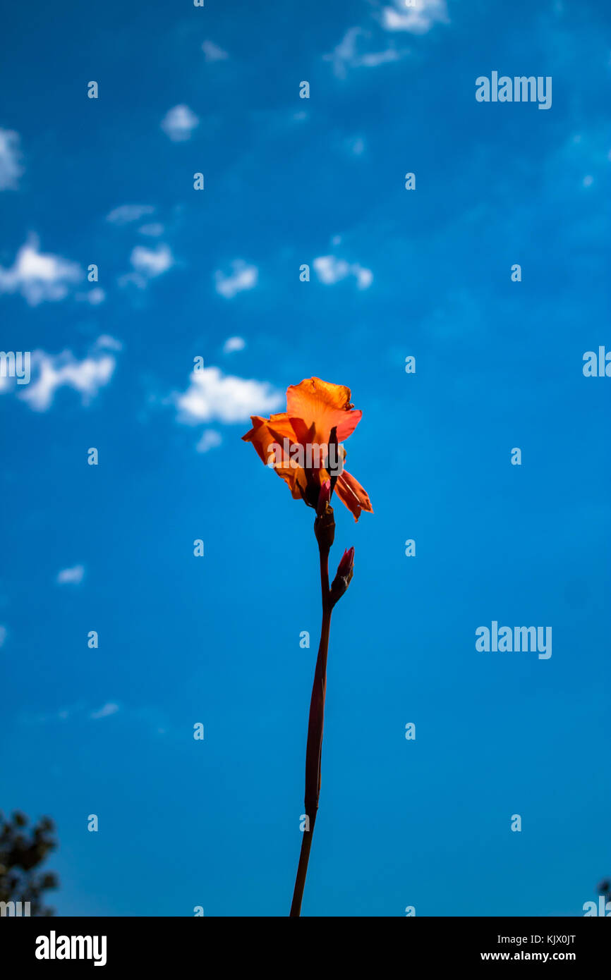 Total blue flower flower hi-res stock photography and images - Alamy