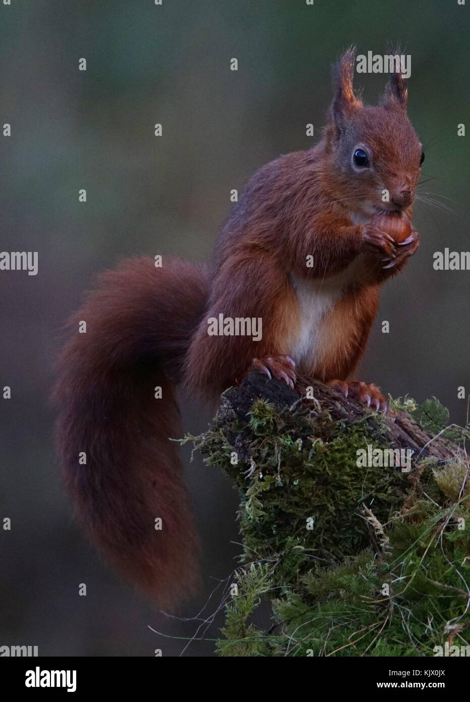 Tufty red squirrel ears hi-res stock photography and images - Alamy
