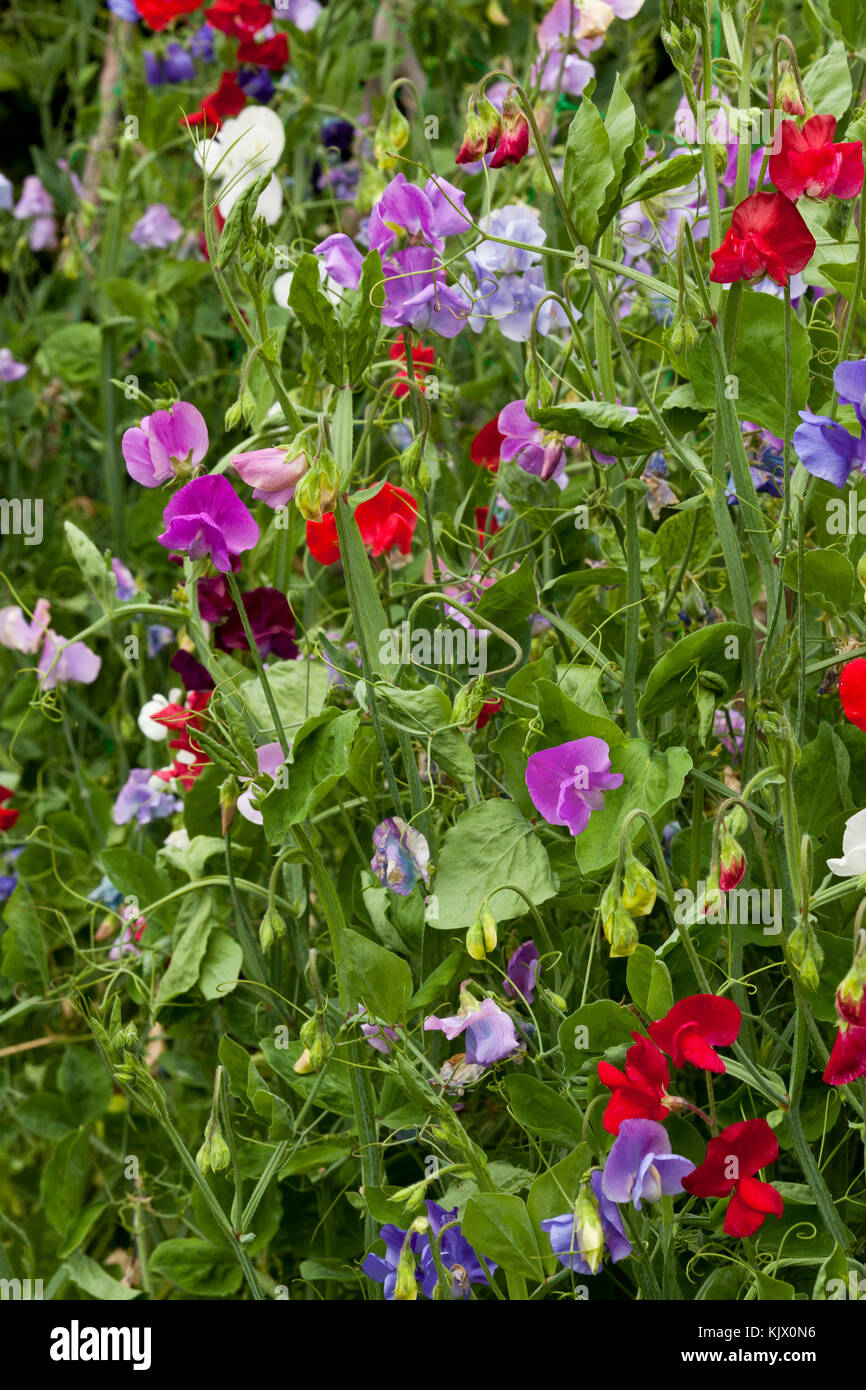 Sweet Pea flowers growing in a garden Stock Photo - Alamy