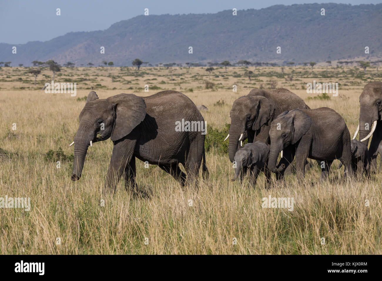 Big herd of elephants moving trough savanna, October 2017, Masai Mara ...