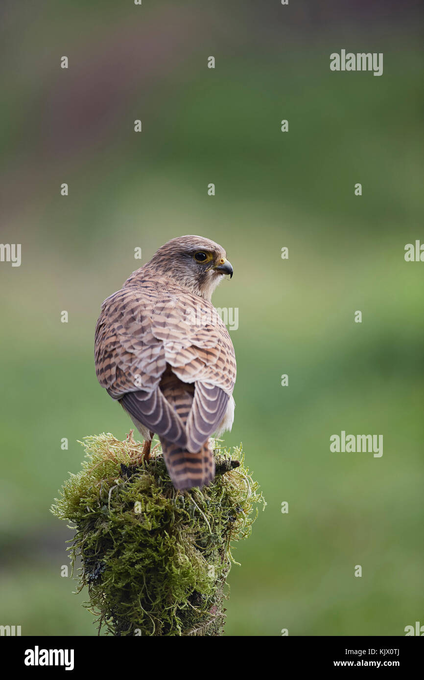 Uk british kestrel hi-res stock photography and images - Alamy