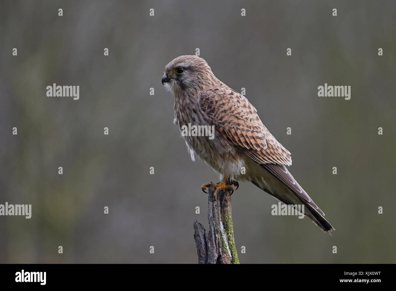 Uk british kestrel hi-res stock photography and images - Alamy