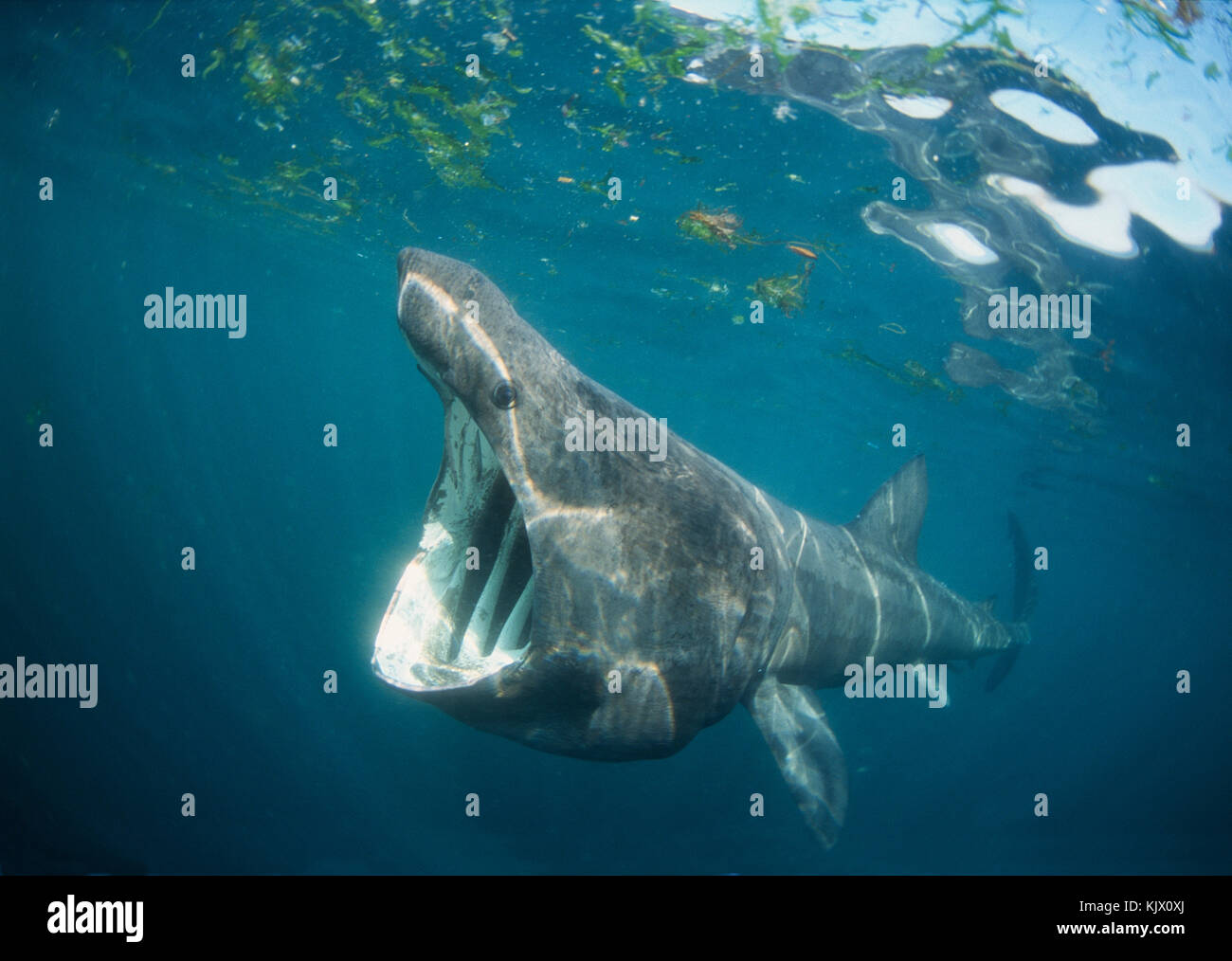 Basking shark, Cetorhinus maximus, feeding on plankton in the north ...