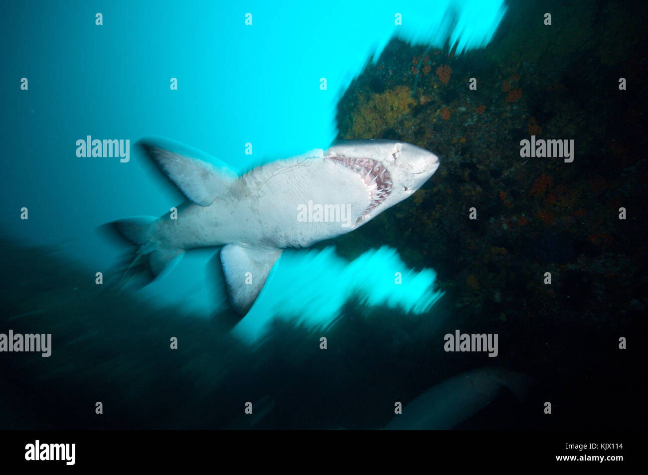 Ragged tooth shark , also called a sand tiger shark or grey nurse shark ...