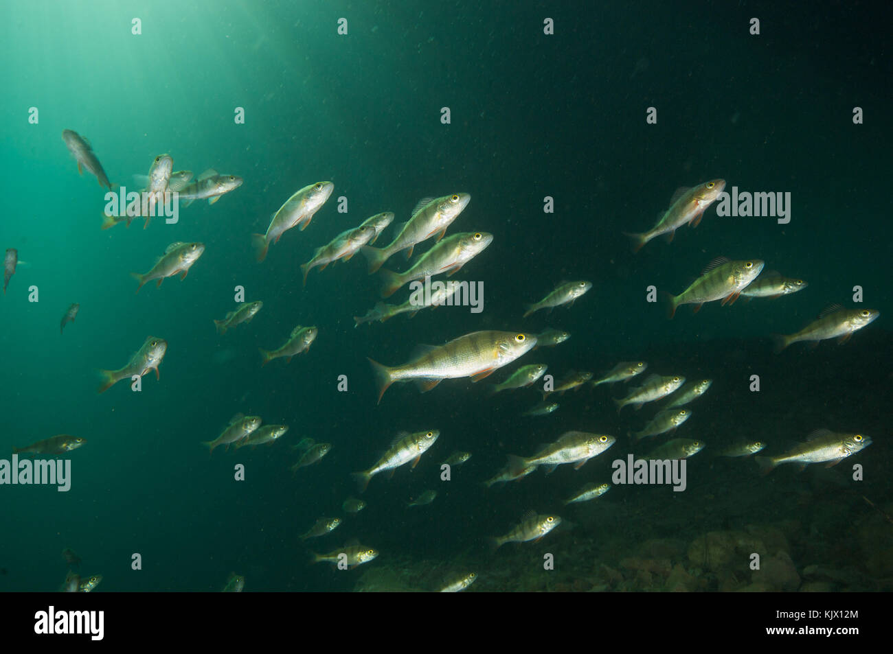 European perch (Perca fluviatilis), Chepstow, Wales, UK Stock Photo - Alamy
