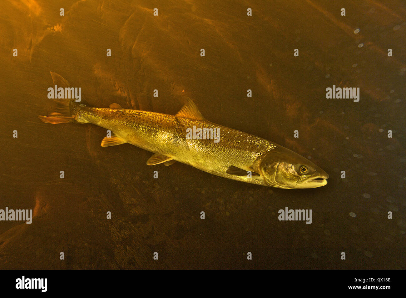 Female Atlantic salmon in the peat coloured water of the River Almond ...