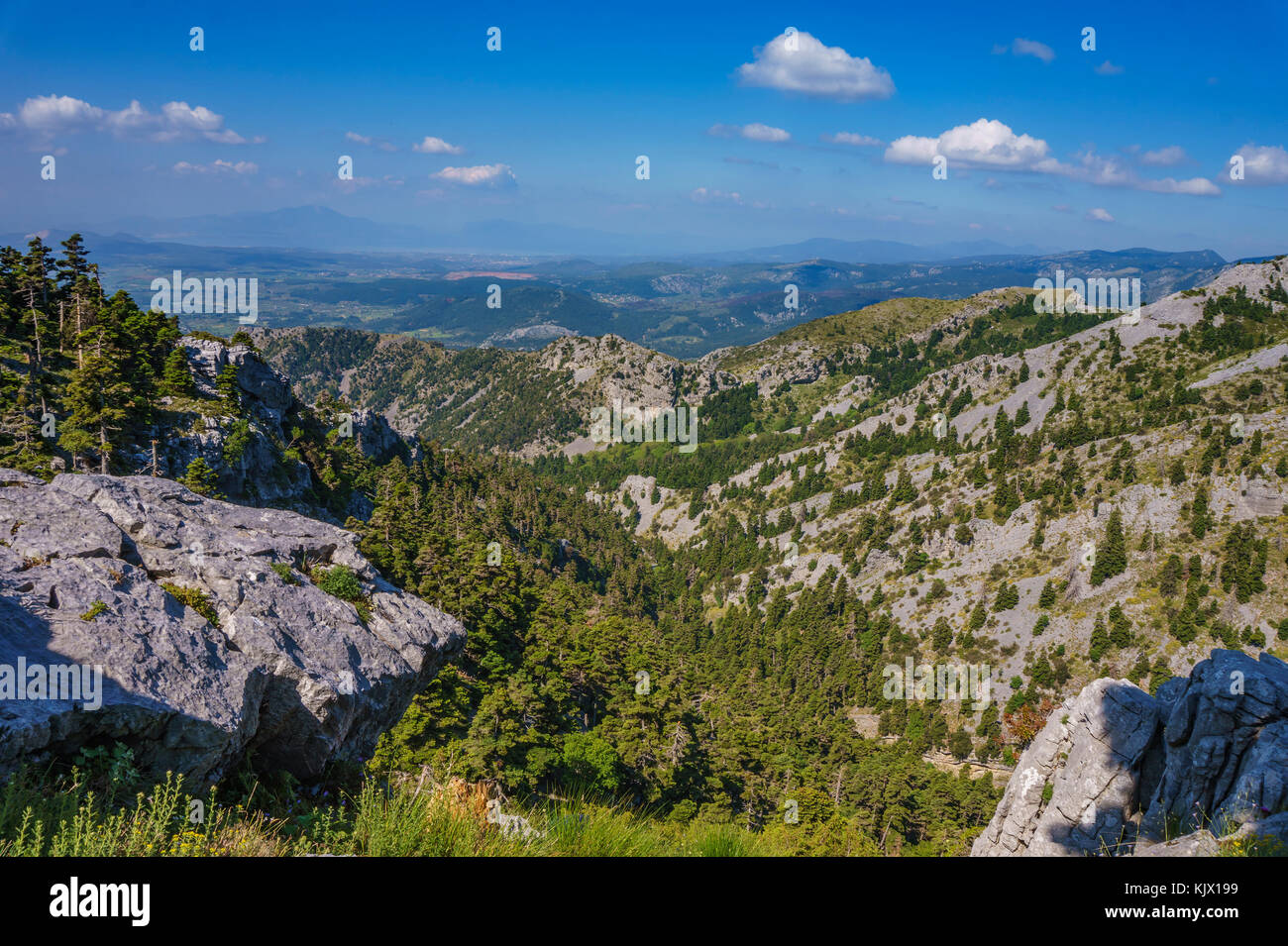 The famous Dirfys forest. It is a natural forest located on a mountain ...