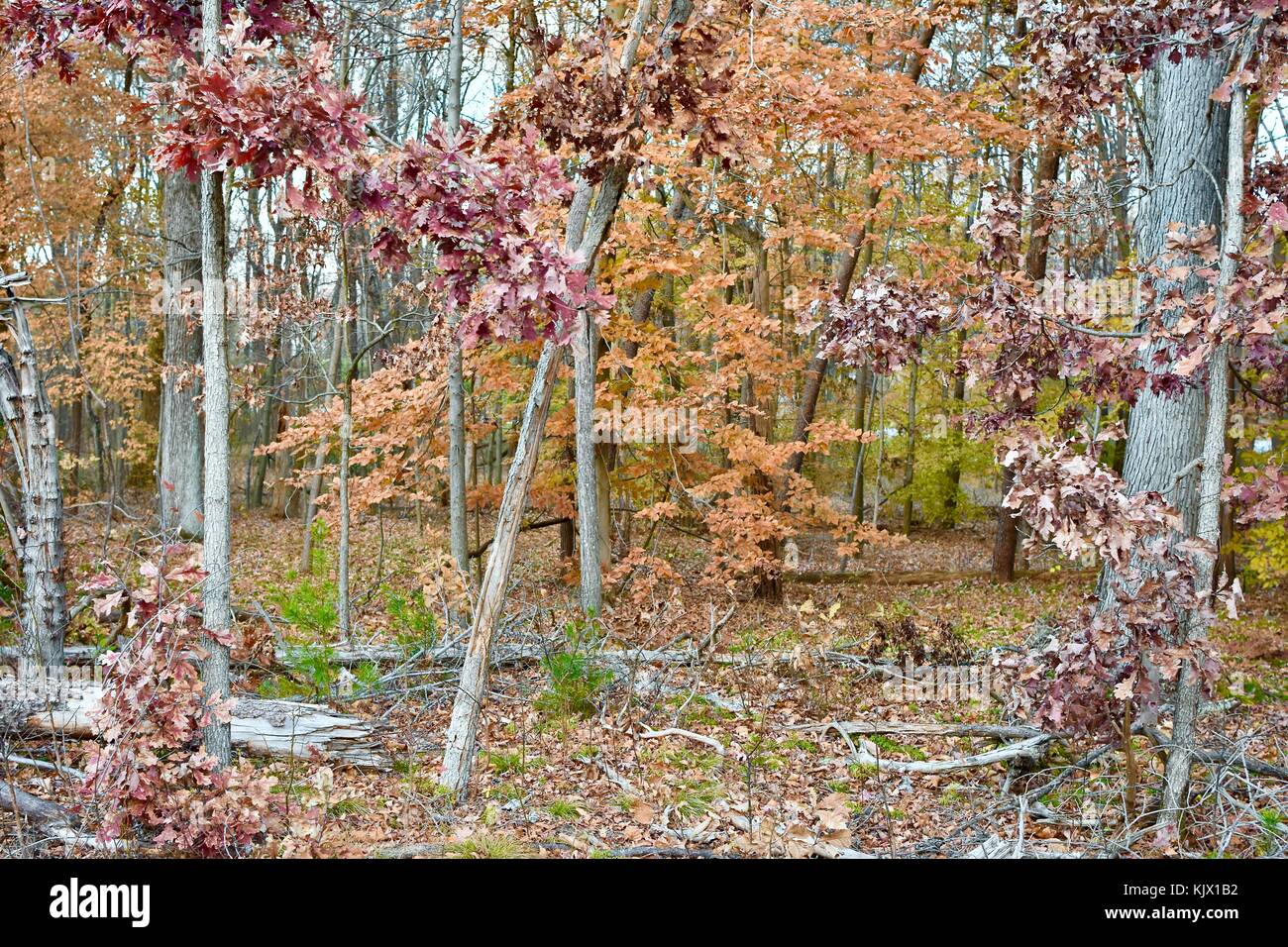 Fall forest landscape Stock Photo - Alamy
