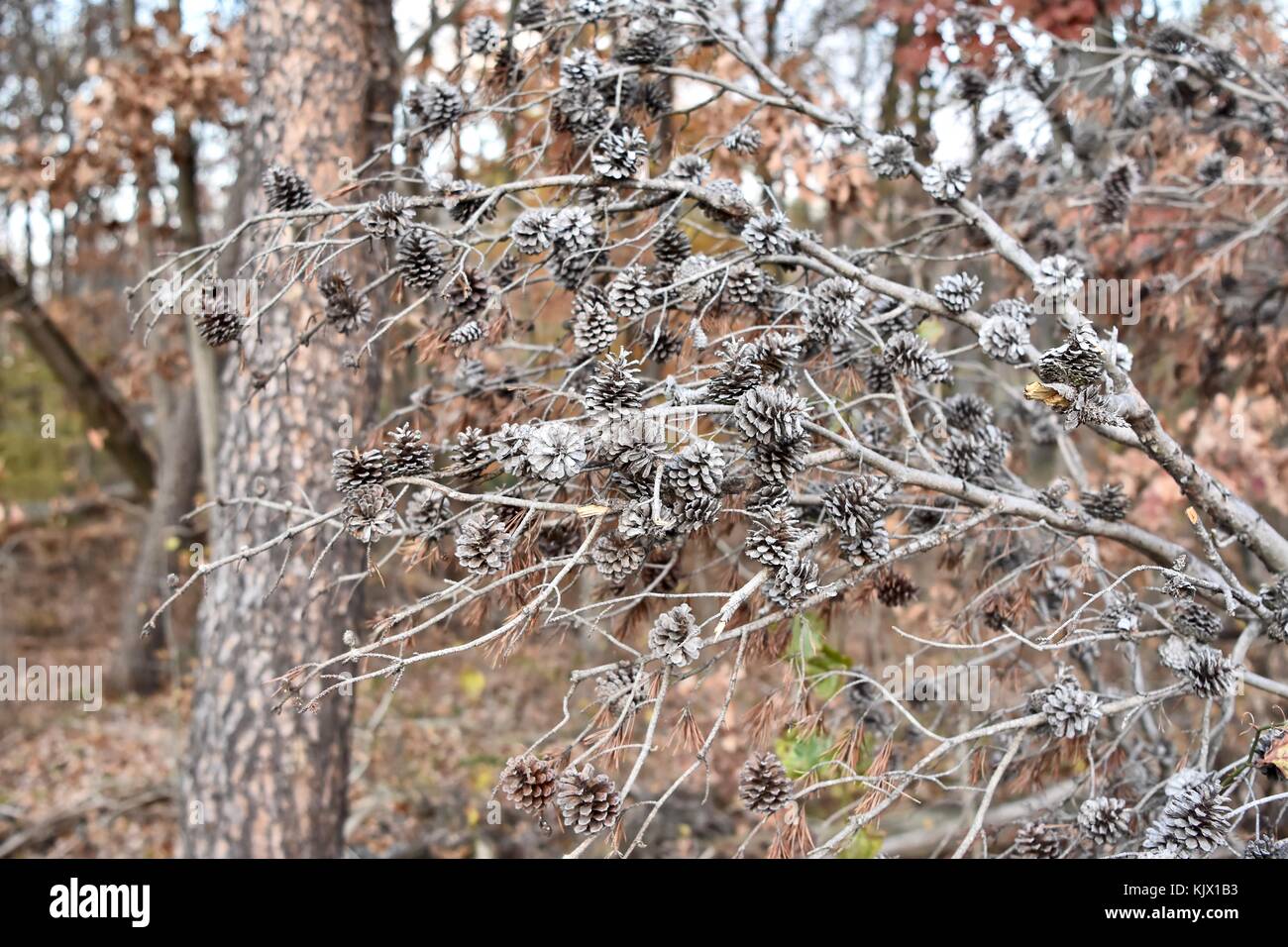 Conifer cones (Pinus coulteri) during late fall Stock Photo - Alamy