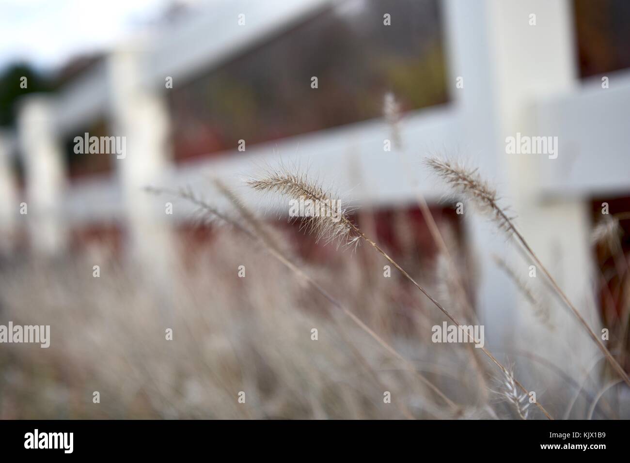 Hidden behind the grass hi-res stock photography and images - Alamy