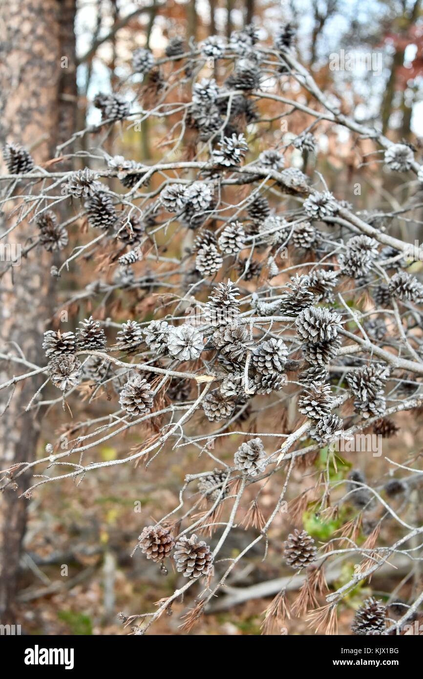 Conifer cones (Pinus coulteri) during late fall Stock Photo - Alamy