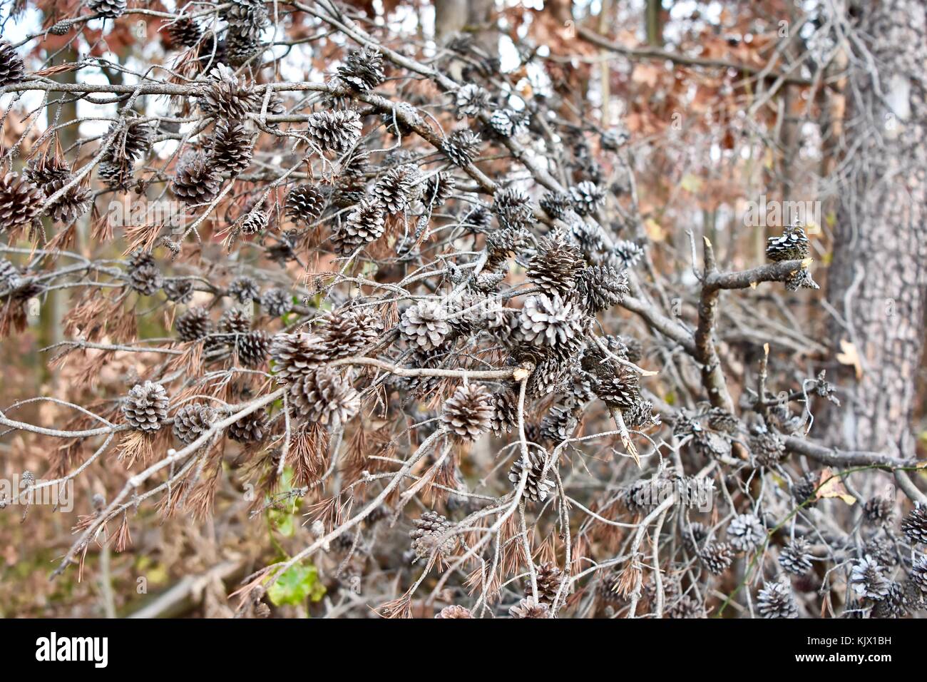 Conifer cones (Pinus coulteri) during late fall Stock Photo - Alamy