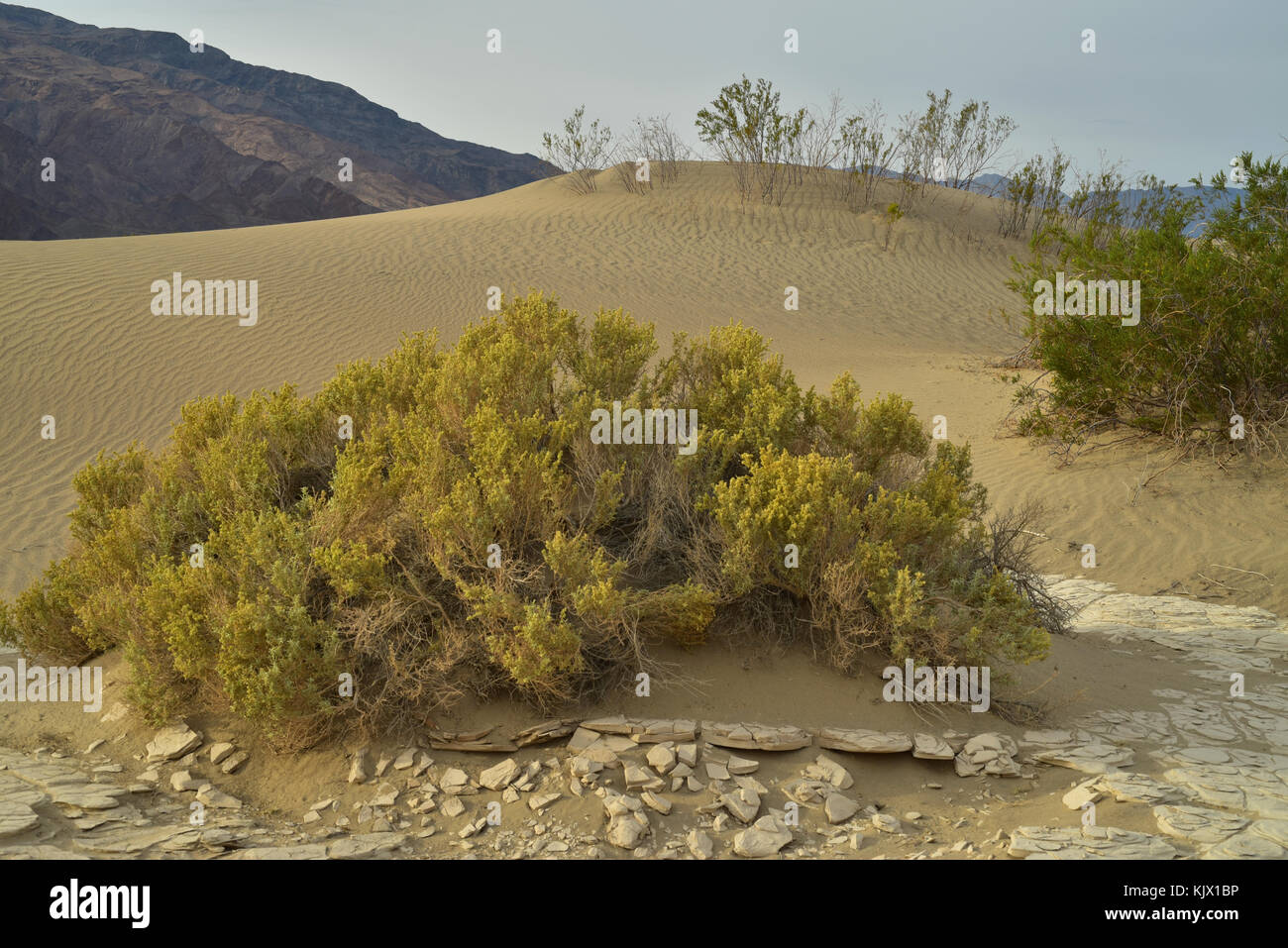 sign for desert town of Crystal Nevada USA Stock Photo - Alamy