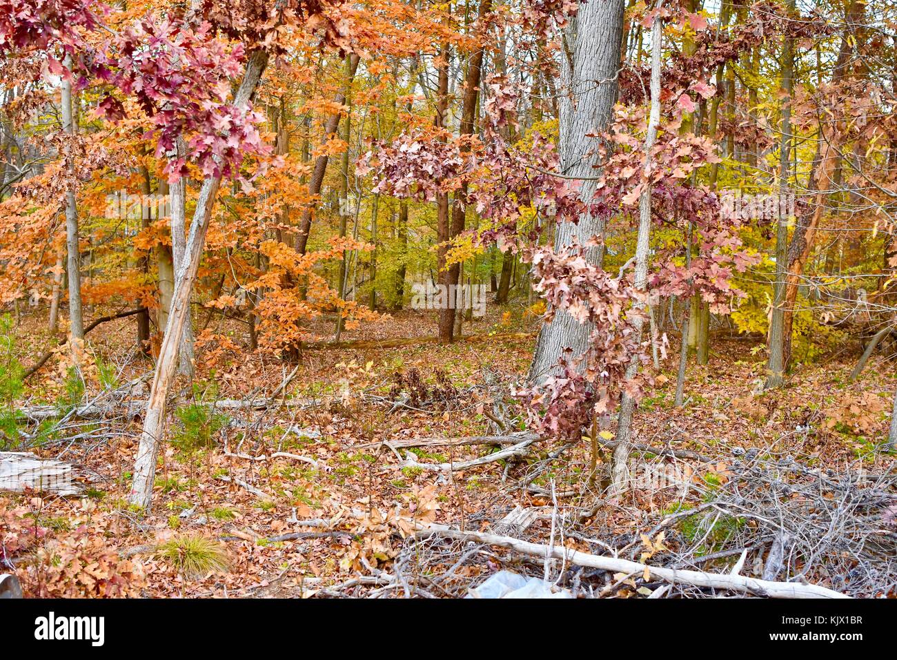 Fall forest landscape Stock Photo - Alamy