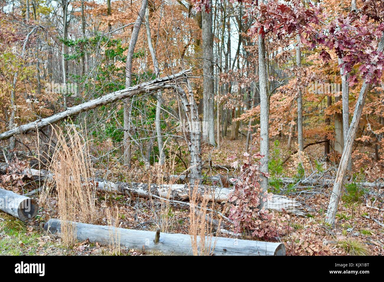 Fall forest landscape Stock Photo - Alamy