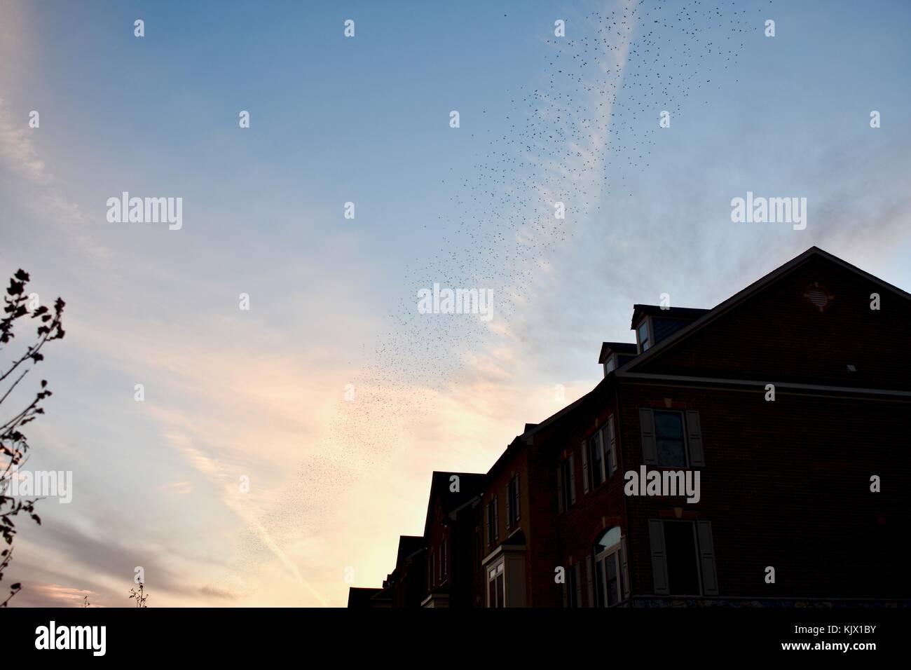 Murmuration of birds hi-res stock photography and images - Alamy