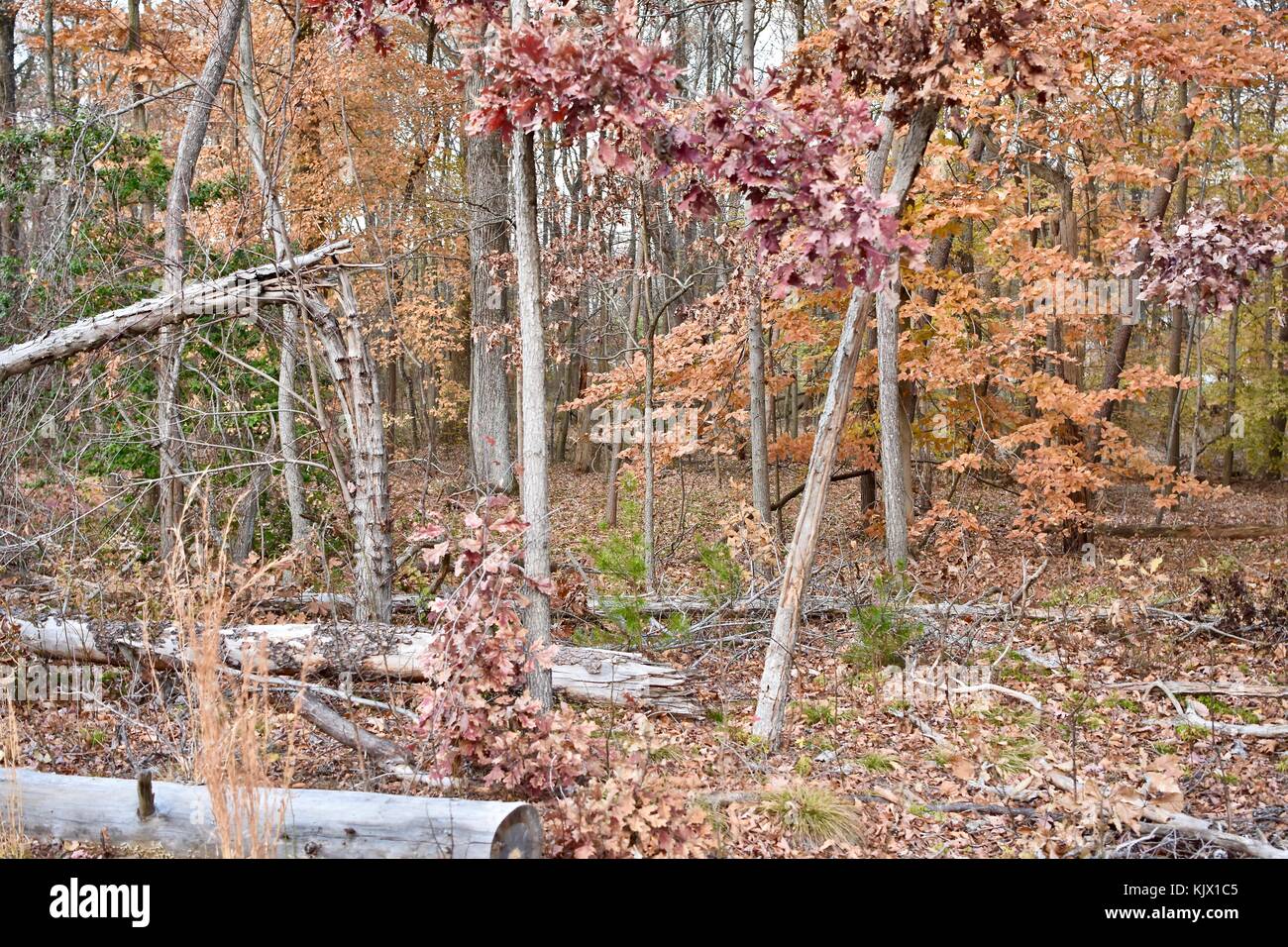 Fall forest landscape Stock Photo - Alamy