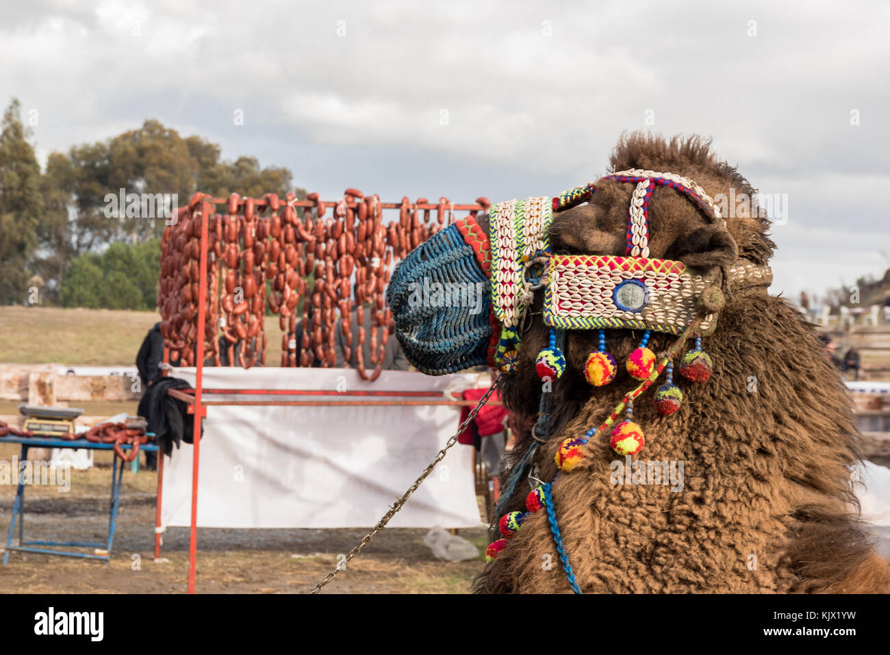 A Turkish camel got prepared and dressed colorful for Camel wrestling ...