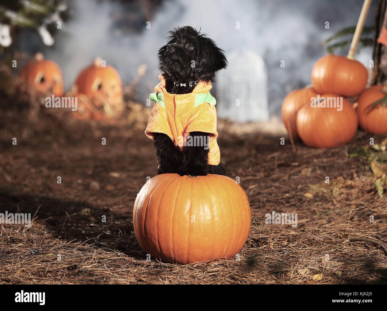 Spooked dog hi-res stock photography and images - Alamy