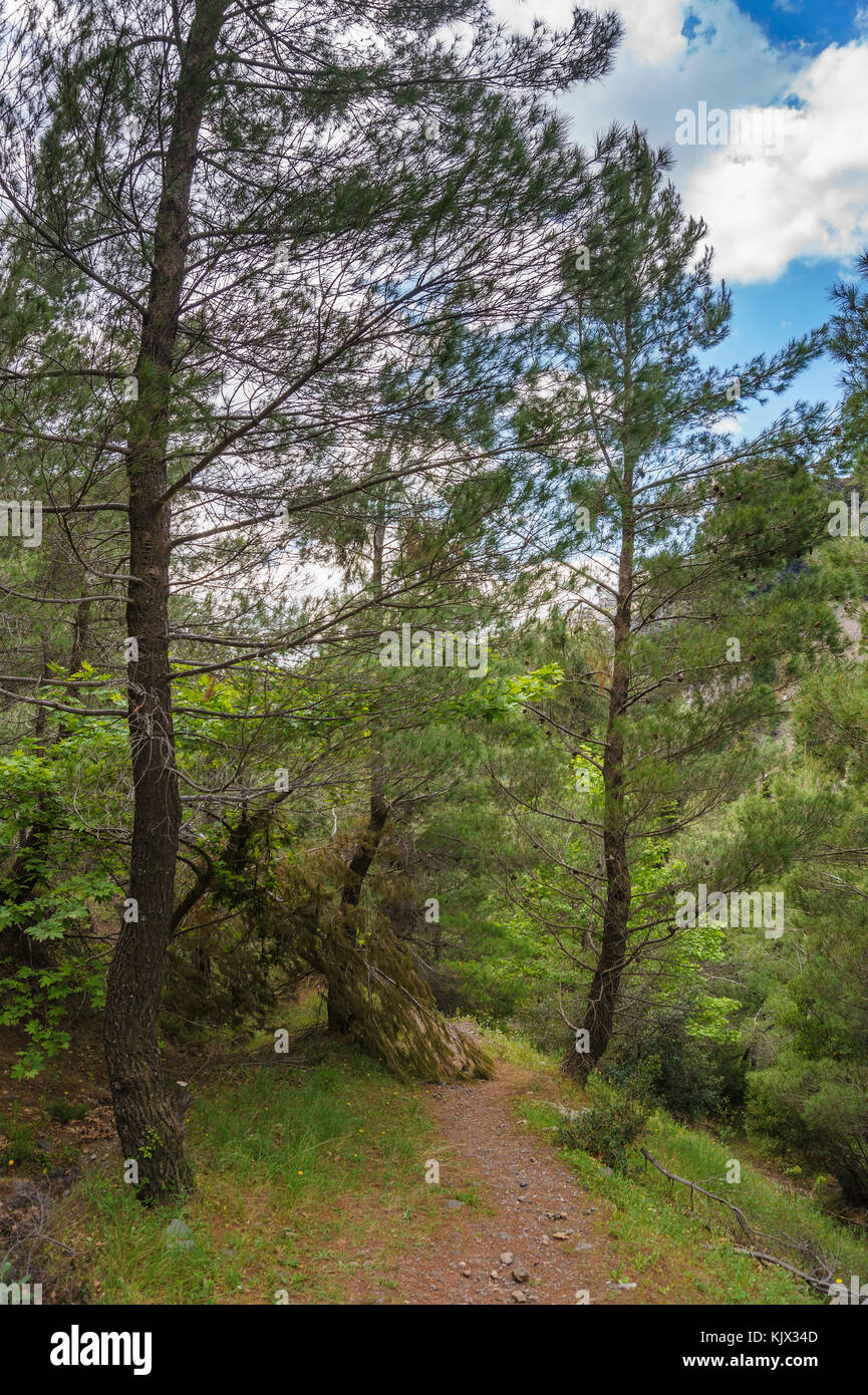 The famous Dirfys (or Dirfi) forest. It is a natural forest located on ...