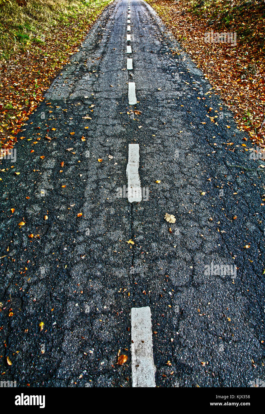 Road in a forest in denmark Stock Photo - Alamy