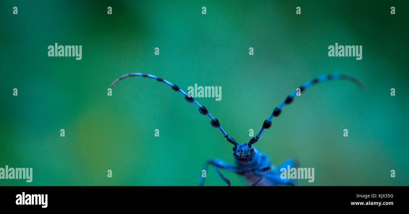 Rosalia longicorn (Rosalia alpina), Cerambycidae, Coleoptero, Insecto ...
